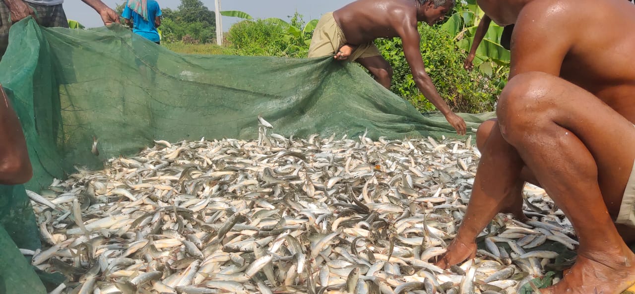 Gadhimai Agriculture Farm – Fisheries & Agriculture